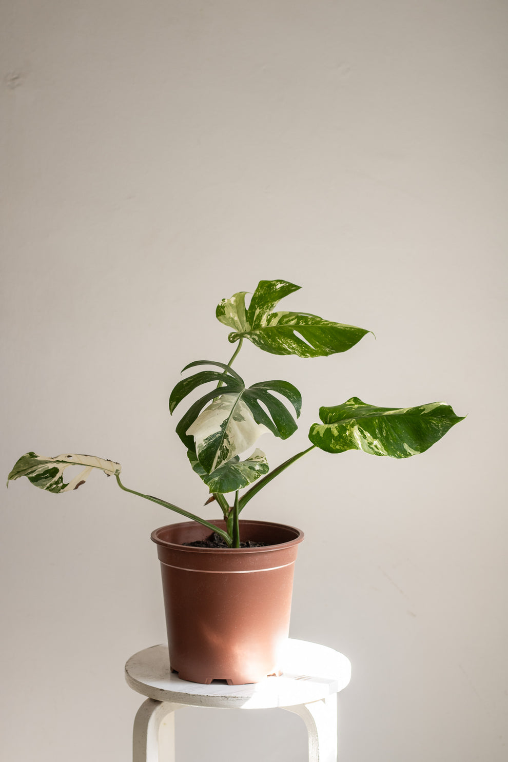 Filodendro Monstera variegada – Hera plantas